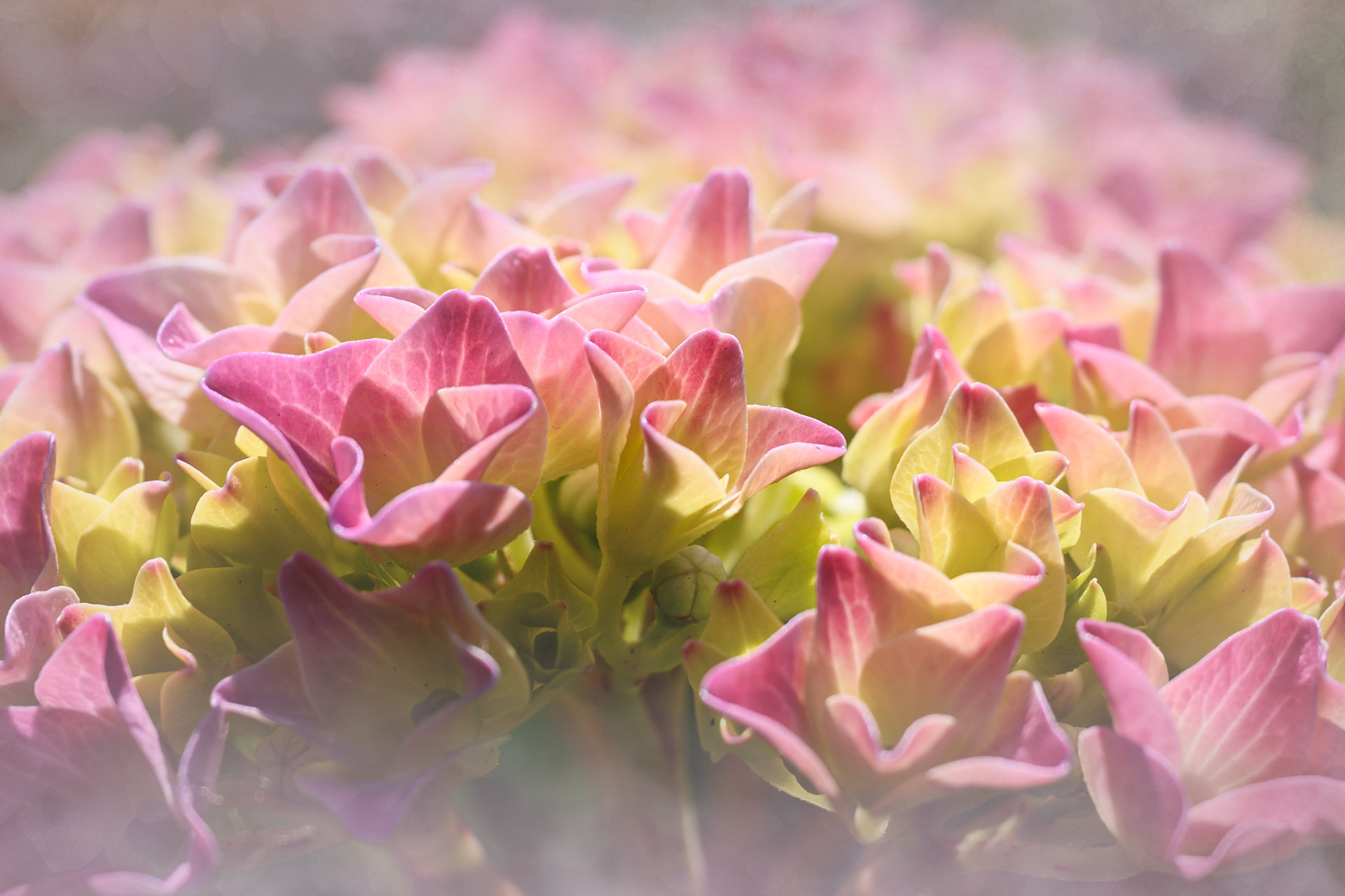 Selection Night for NS Challenge 2026 – Dec. 10, 2025 - Delta Photo Club